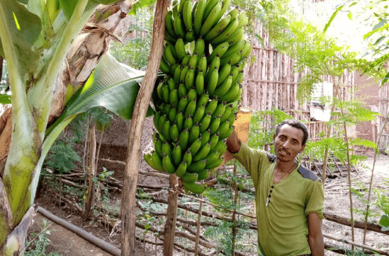 Planting a Bright Future in Ethiopia – The Hunger Project