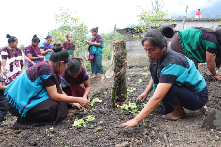 Transforming Nutrition in Mexico Through Indigenous Knowledge – The ...
