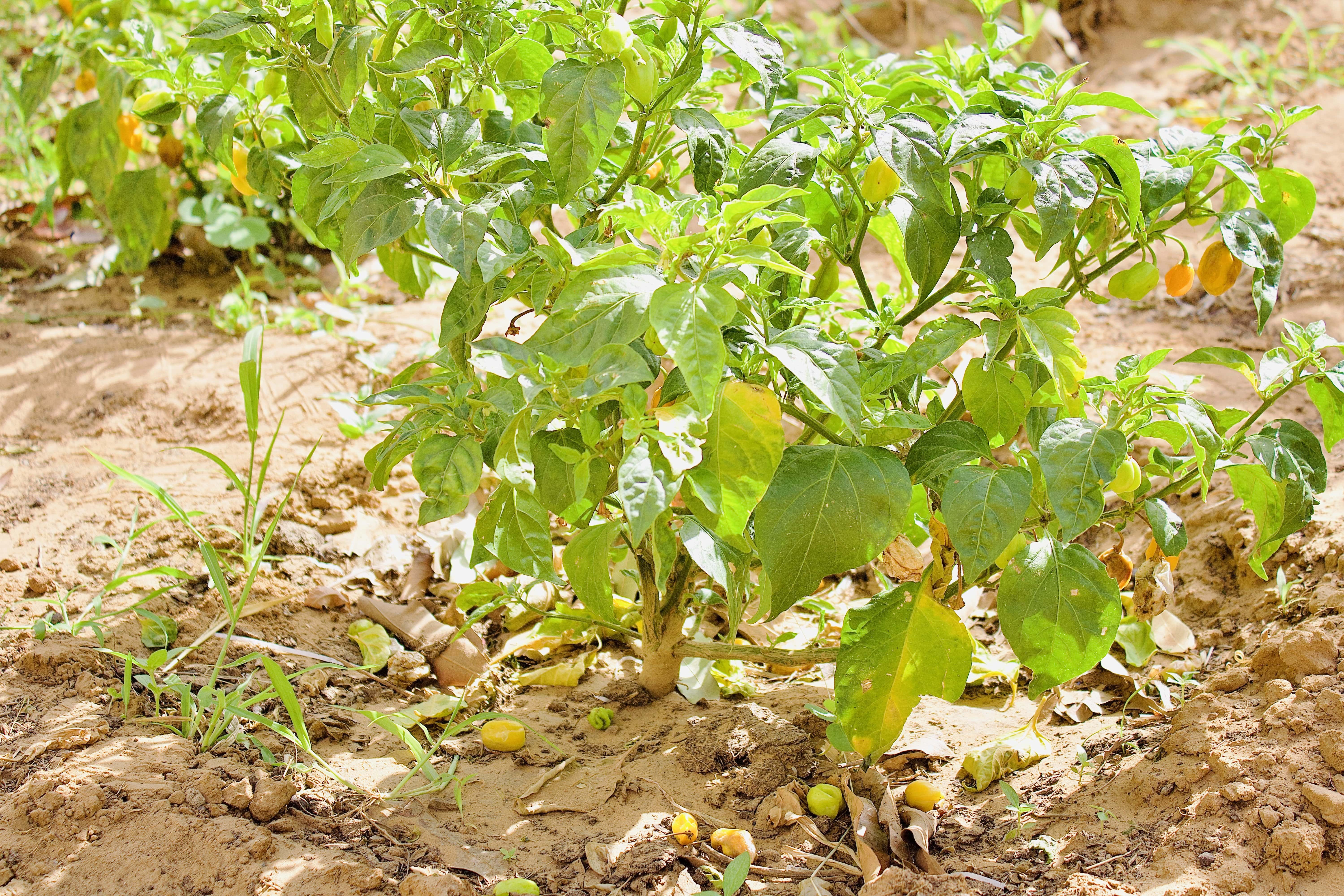 Women Leading Climate Resilience in Senegal – The Hunger Project